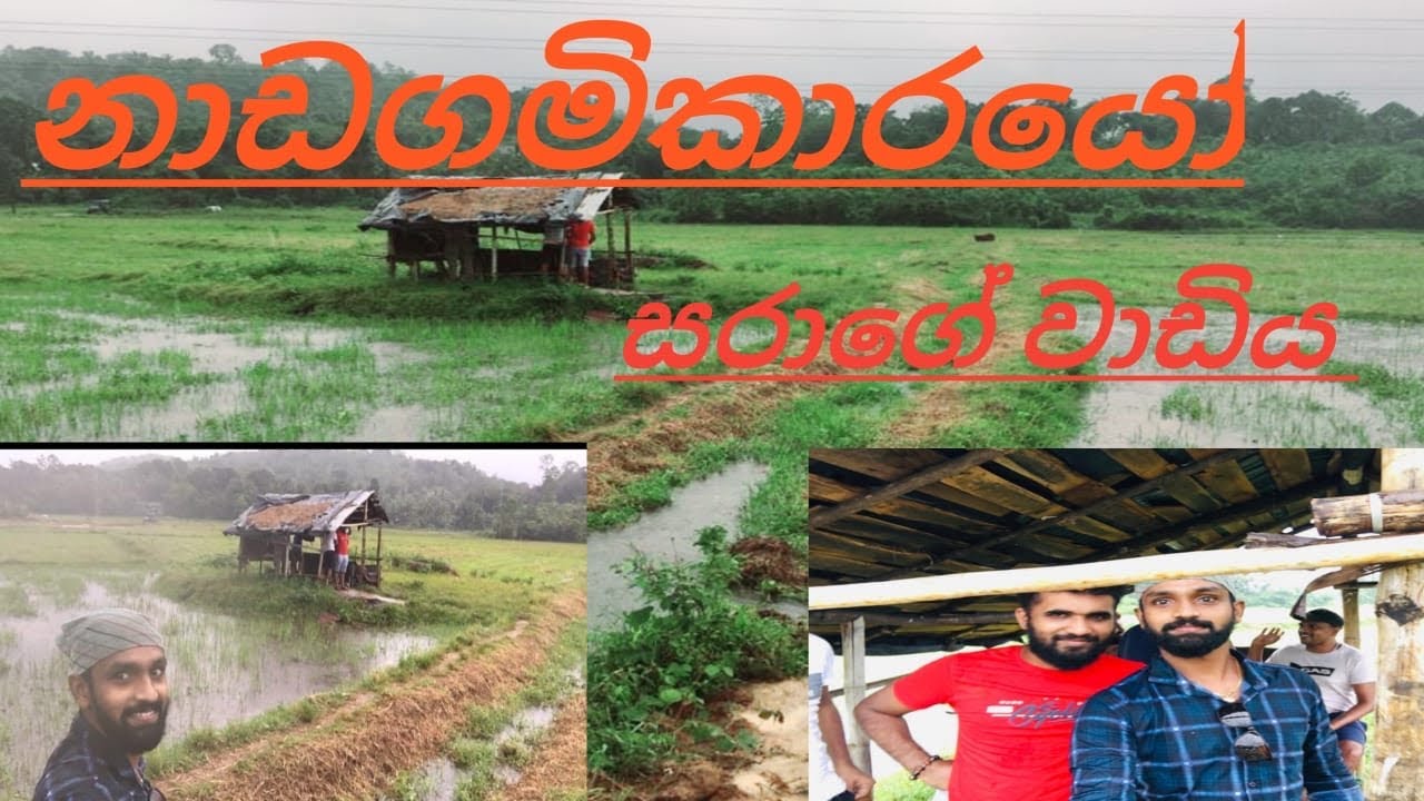 Nadagamkarayo shooting location|නාඩගම්කාරයයෝ| sarage wadiya|meetirigala ...