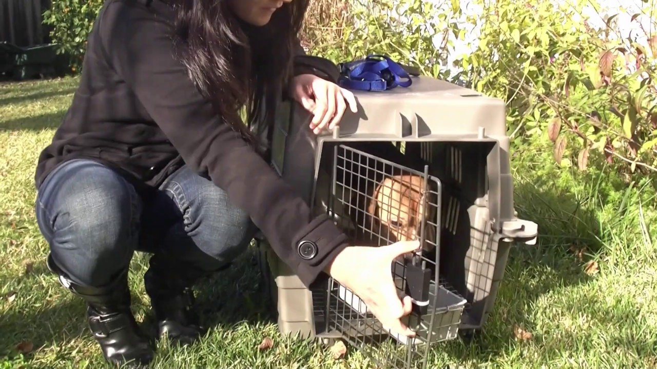 Beagle Freedom Project 2019 Year End Video! - YouTube