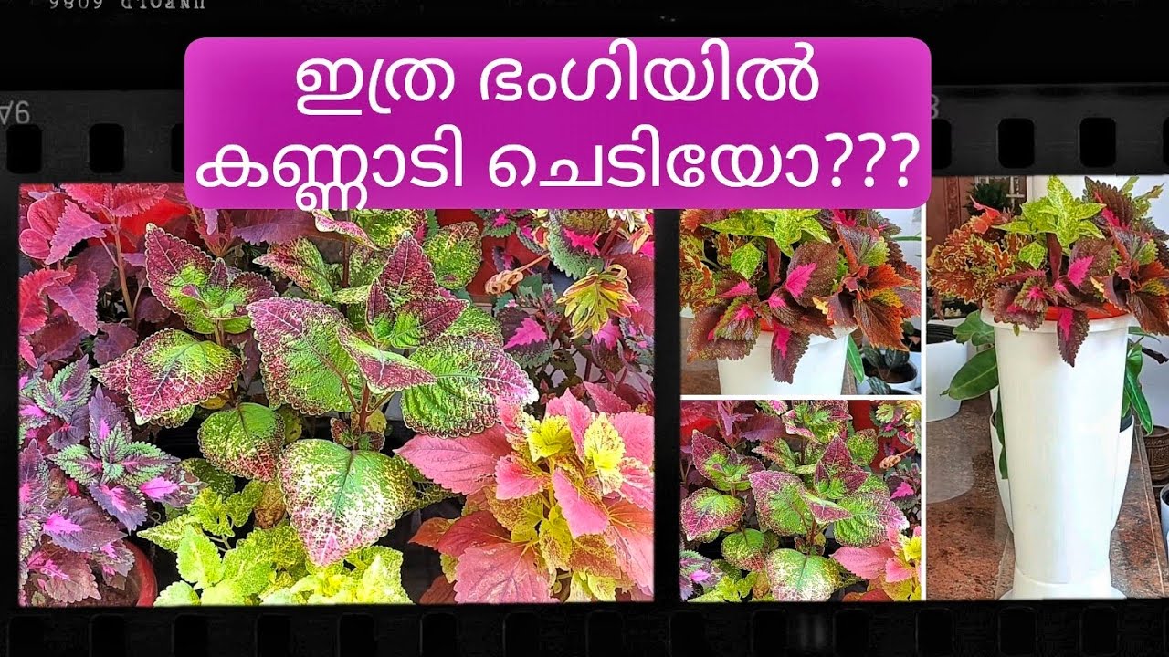 kannadi chedikal/kannadi chedi care malayalam/kannadi chedi propagation ...
