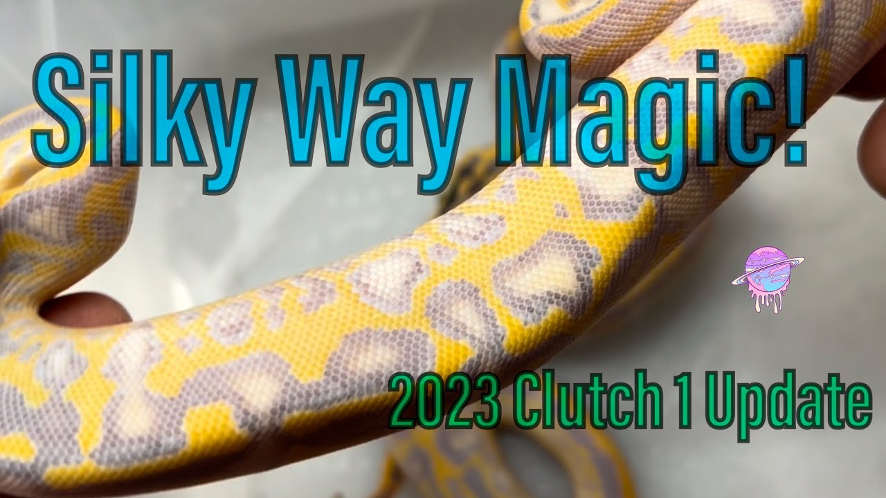 2023 Clutch 1 Update | Silky Way Ball Pythons | YB Everything | Ball ...