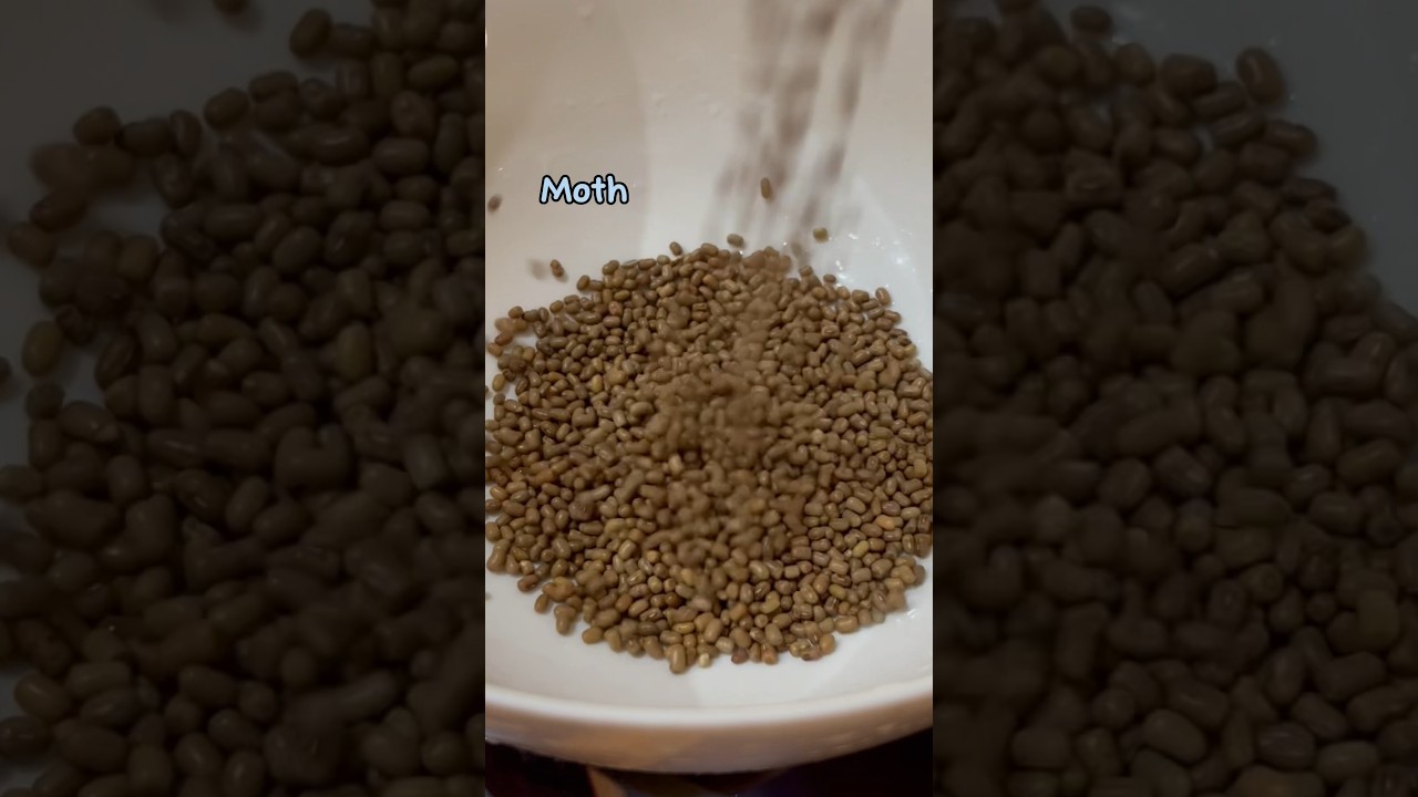 How to sprout Mung /Moth beans. Part 1: wash thoroughly and soak them ...