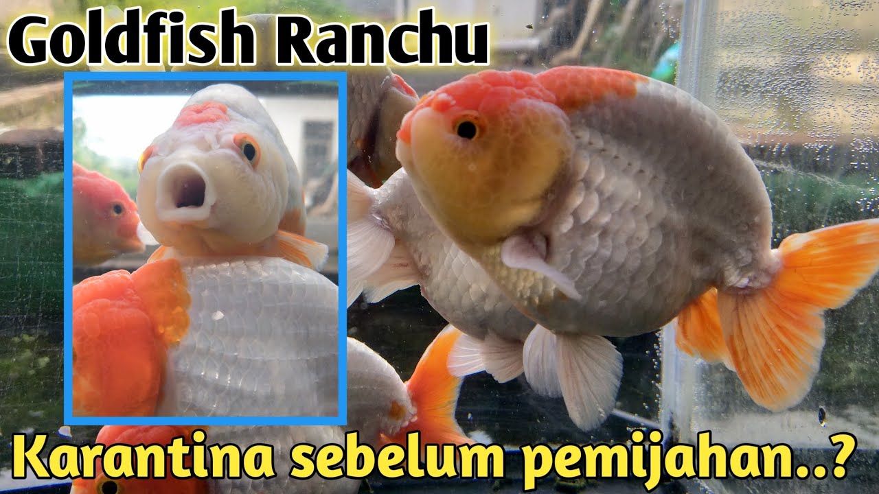 Ikan Maskoki, ADA APA DAN KENAPA..? Goldfish Ranchu Di Karantina ...