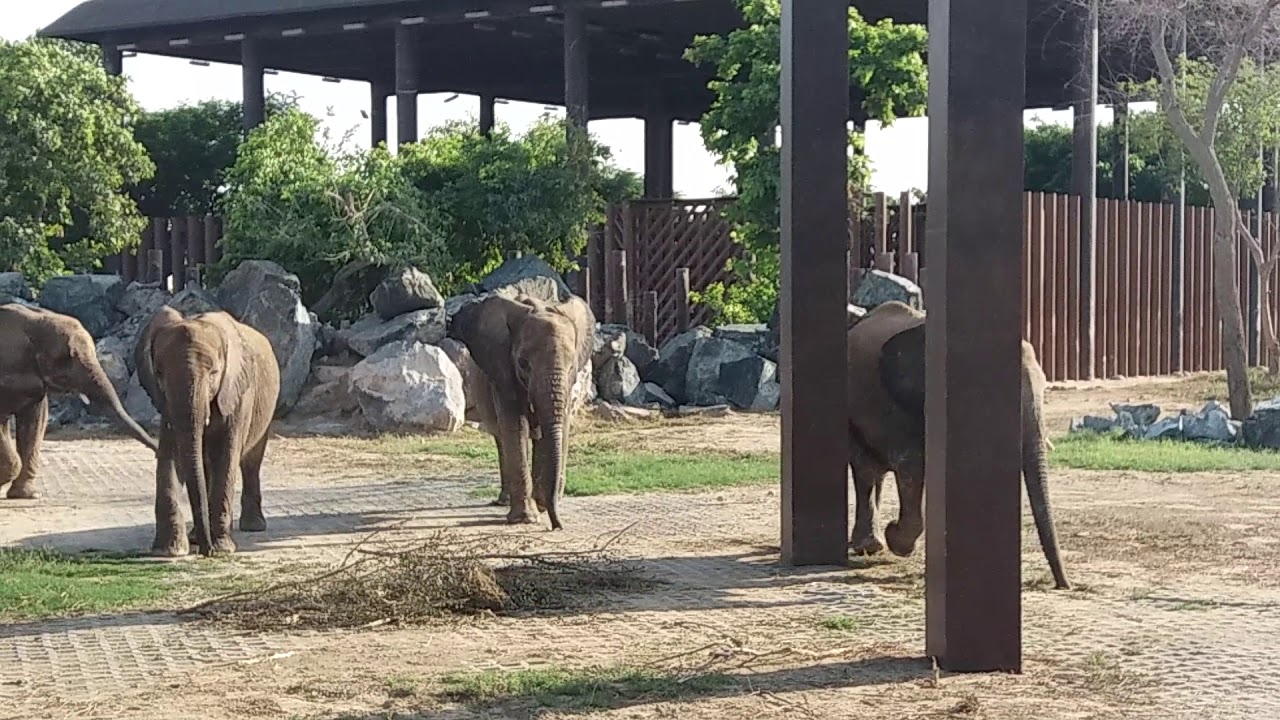 Elephants at Dubai safari zoo - YouTube