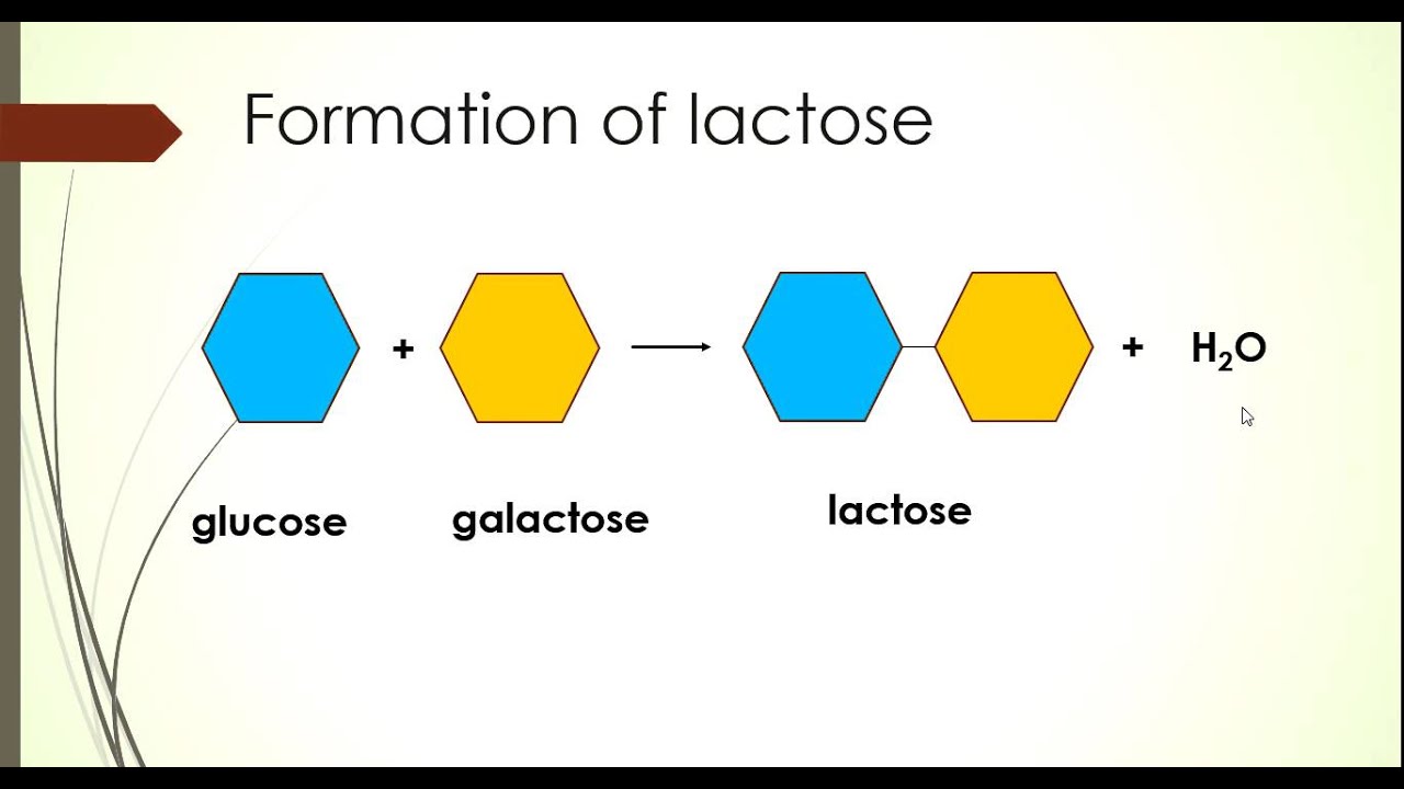 Disaccharides - YouTube