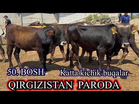 ZO’R NARXDA . QIRGIZISTAN PARODA KATTA KICHIK 50 BOSH  BUQALAR . Dastafka kelishiladi . 