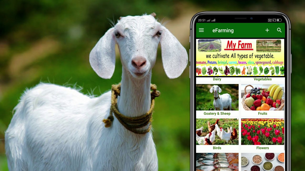 Goat Sell and Buy through eFarming Mobile App - YouTube