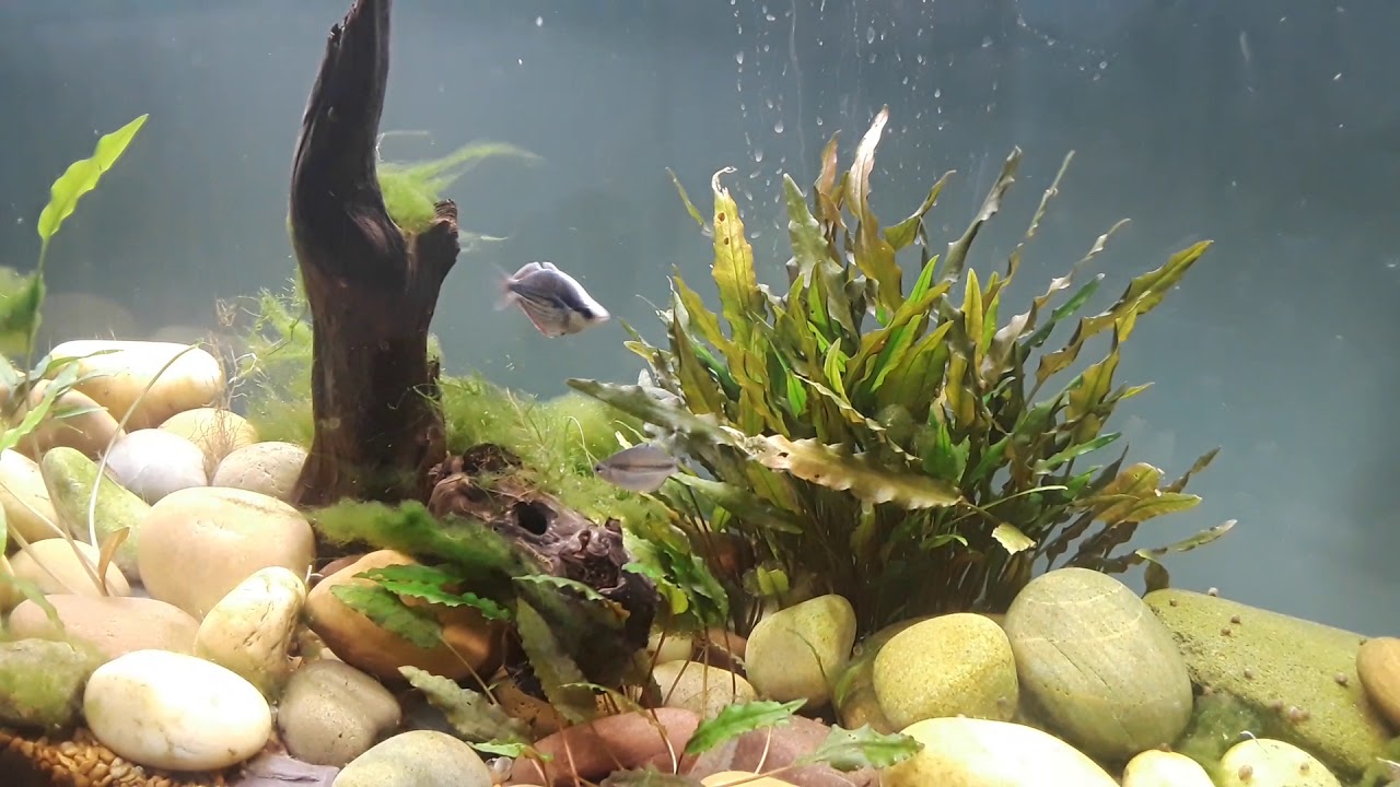 Melanotaenia Kamaka rainbowfish breeding behavior. - YouTube