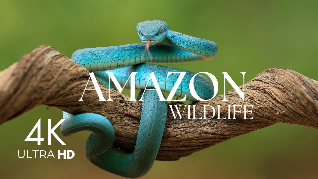 Wildlife of Amazon 4K 😳Most Dangerous Animals Of Amazon Rainforest ...