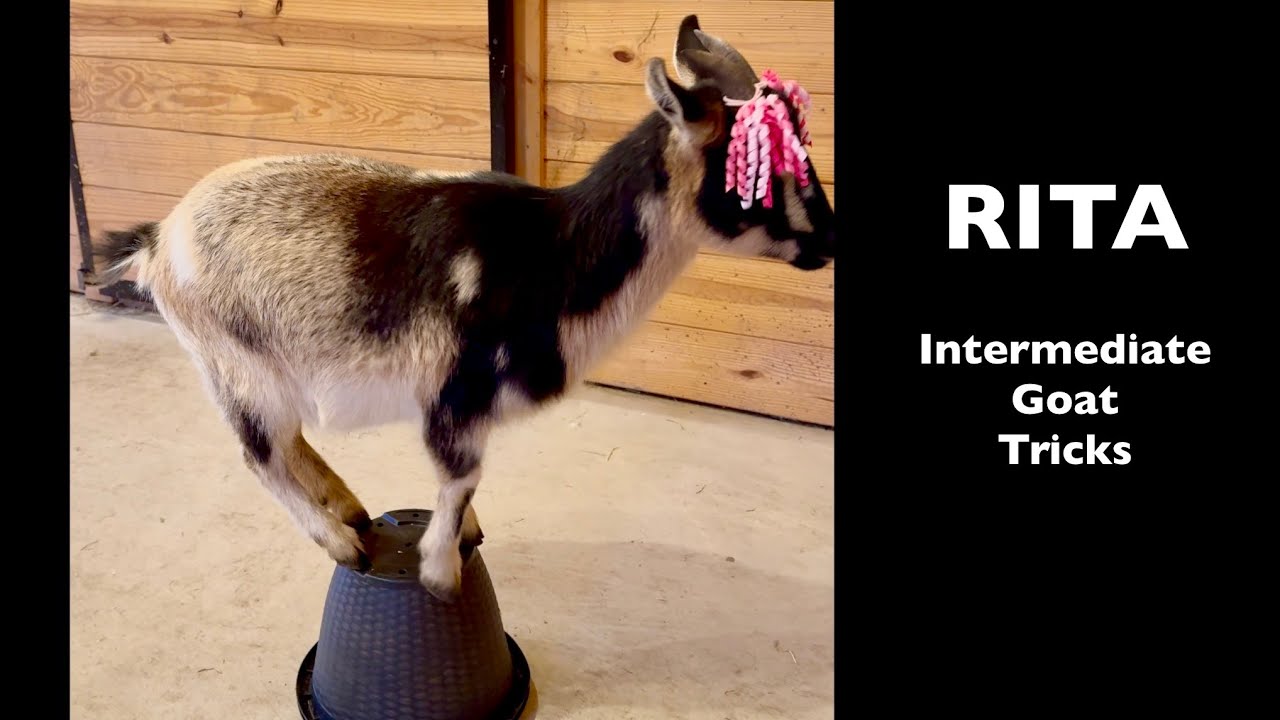 Rita's Intermediate Goat Tricks - YouTube