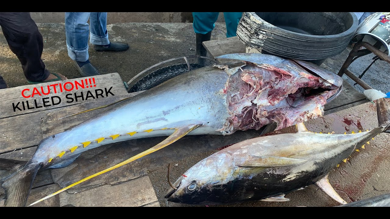 TUNA FIGHT WITH SEA MONSTERS? Traditional Market Big Tuna, Giant ...