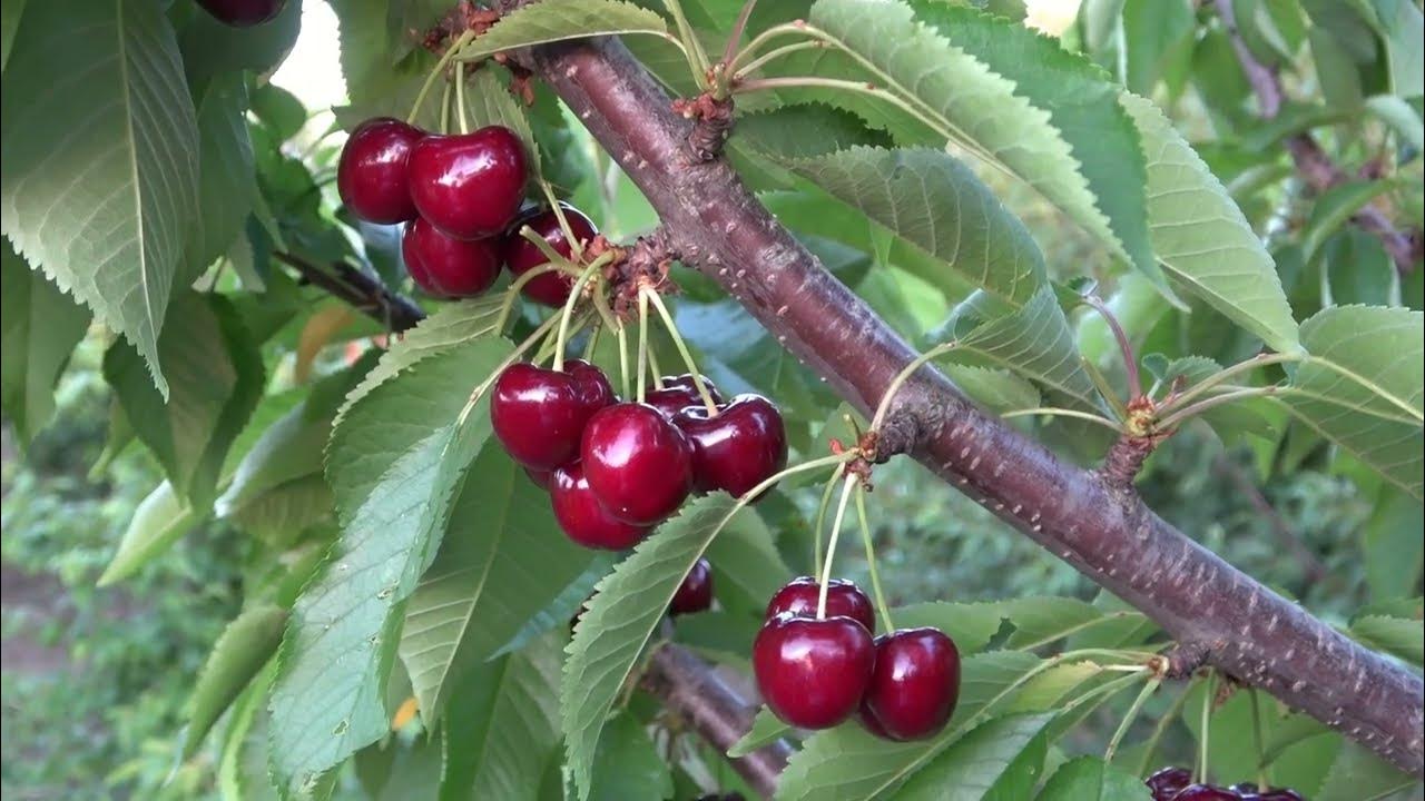 Черешня Целесте, Кристалина, Биг Стар. - YouTube