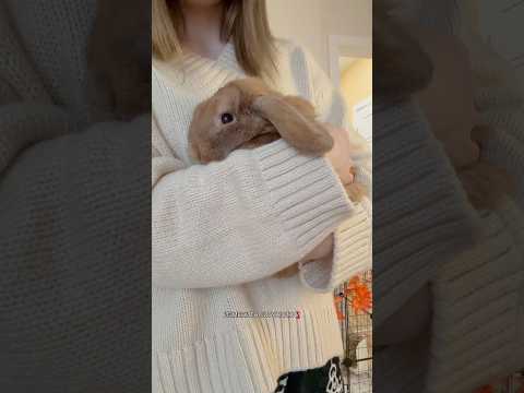 почему кроликов нельзя класть на спину ? #bunny #кролик
