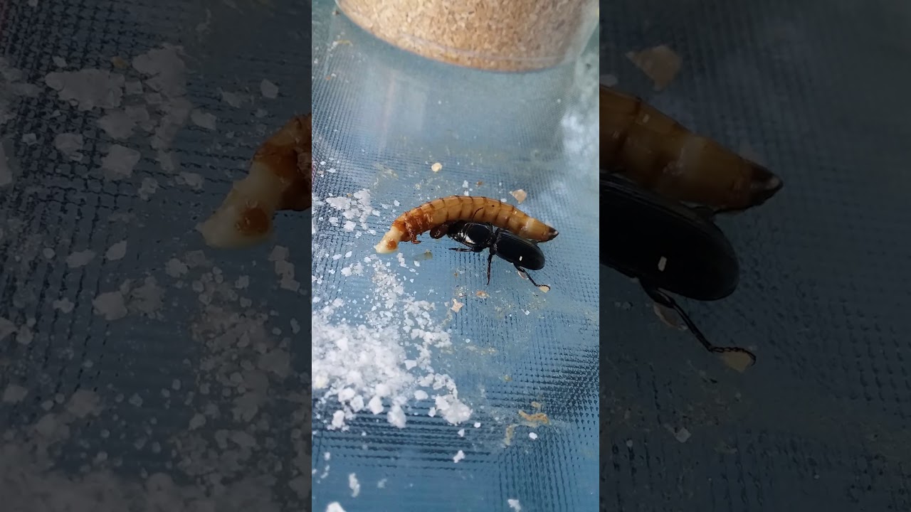 Strong beetle part 2 - YouTube