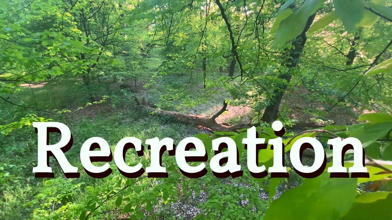 Birdsong And Relaxation In The Tree - Springtime Clearing - YouTube