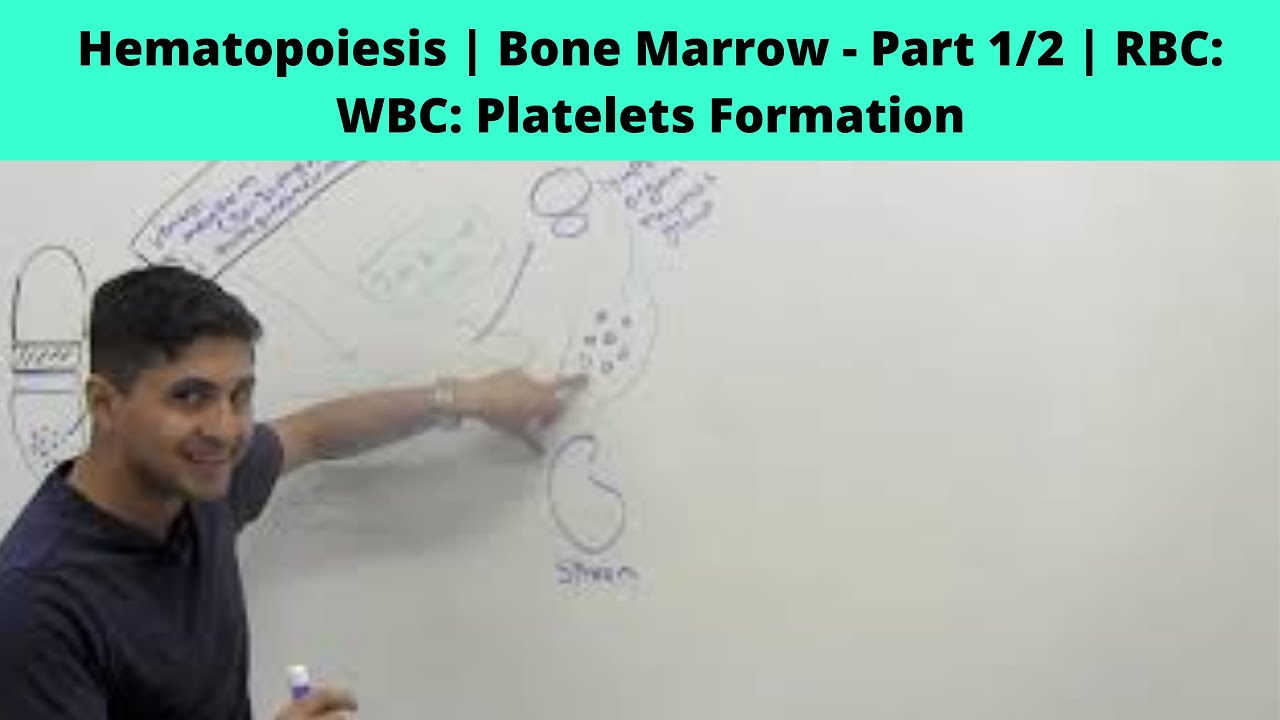 Hematopoiesis | Bone Marrow - Part 1/2 | RBC: WBC: Platelets Formation ...
