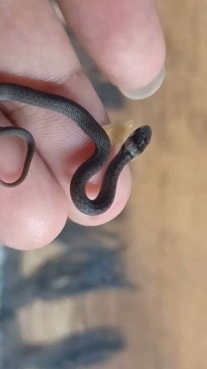 one of the smallest snakes in the world baby's - YouTube