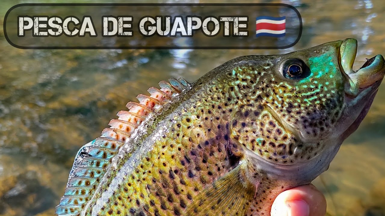 Pesca de guapote en Costa Rica | Éste Señuelo me salvó el día 😱🇨🇷 - YouTube