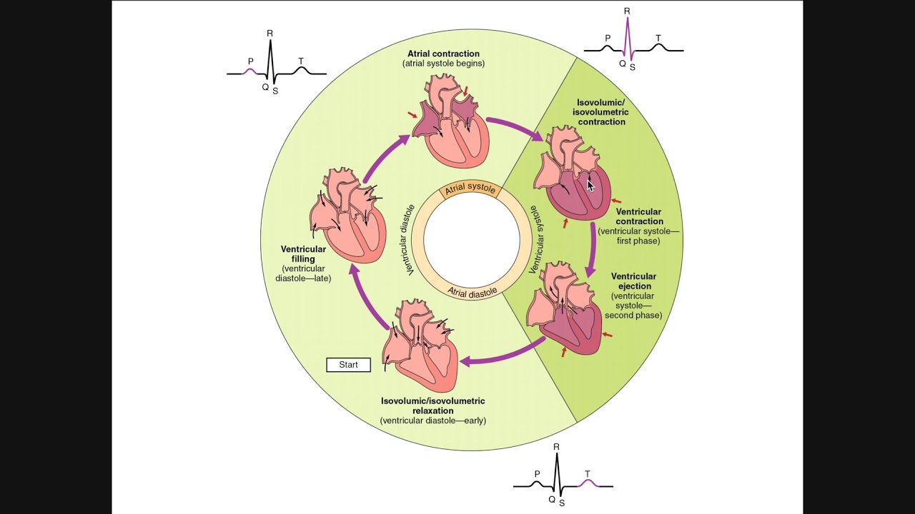 Cardiac Pressure-Volume Loops - YouTube