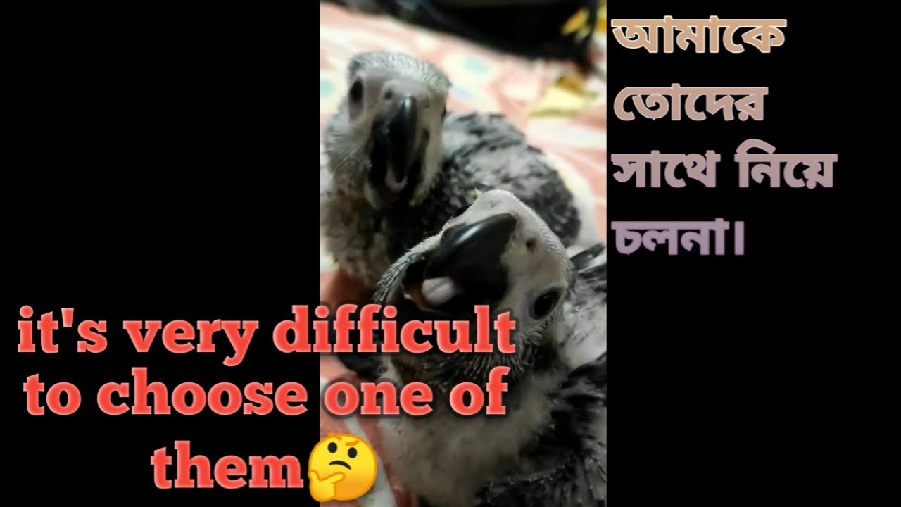 Leo The Grey Parrot part II Transformation of African Grey Parrot Baby ...
