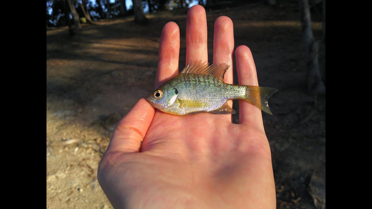 How To Catch A Fish Fast - YouTube