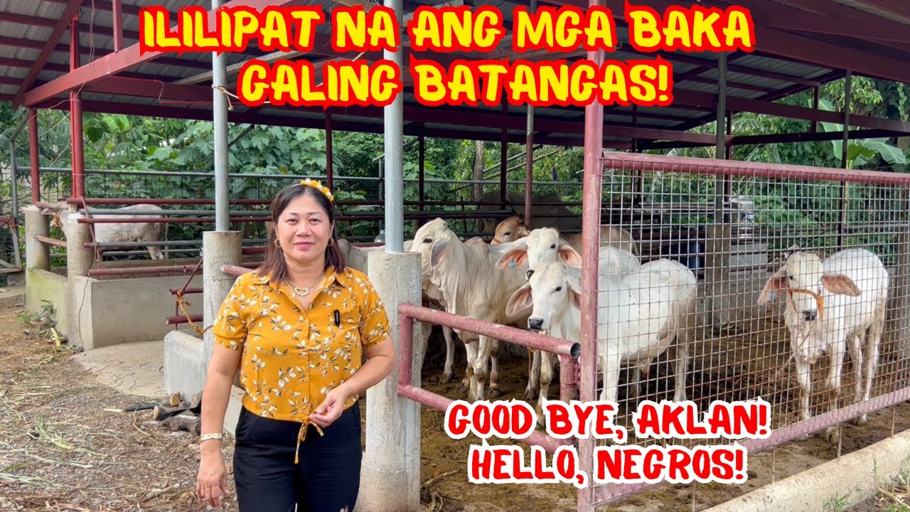 ILILIPAT NA ANG MGA BAKA GALING BATANGAS! GOOD BYE, AKLAN! HELLO ...