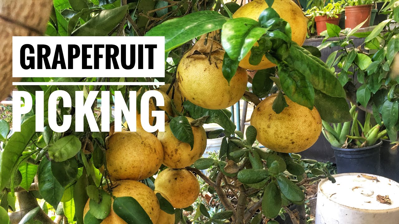 Free Grapefruit Picking/ AntiCholesterol Fruit / That’s Ate Ems / Buhay ...