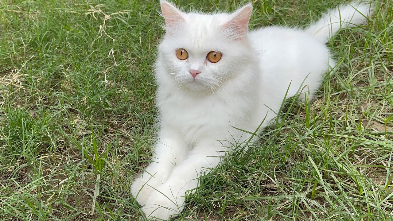 Adorable Fluffy Cats playing Games In The Grass ! Best Animals video ...