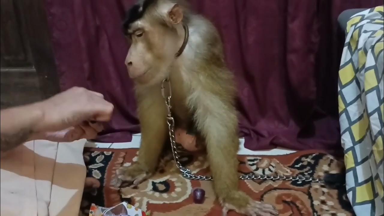Beruk jumbo kenken makan ager di siang hari #funny #hewanbesar #lucu#beruklucu #monkey #beruk # ...