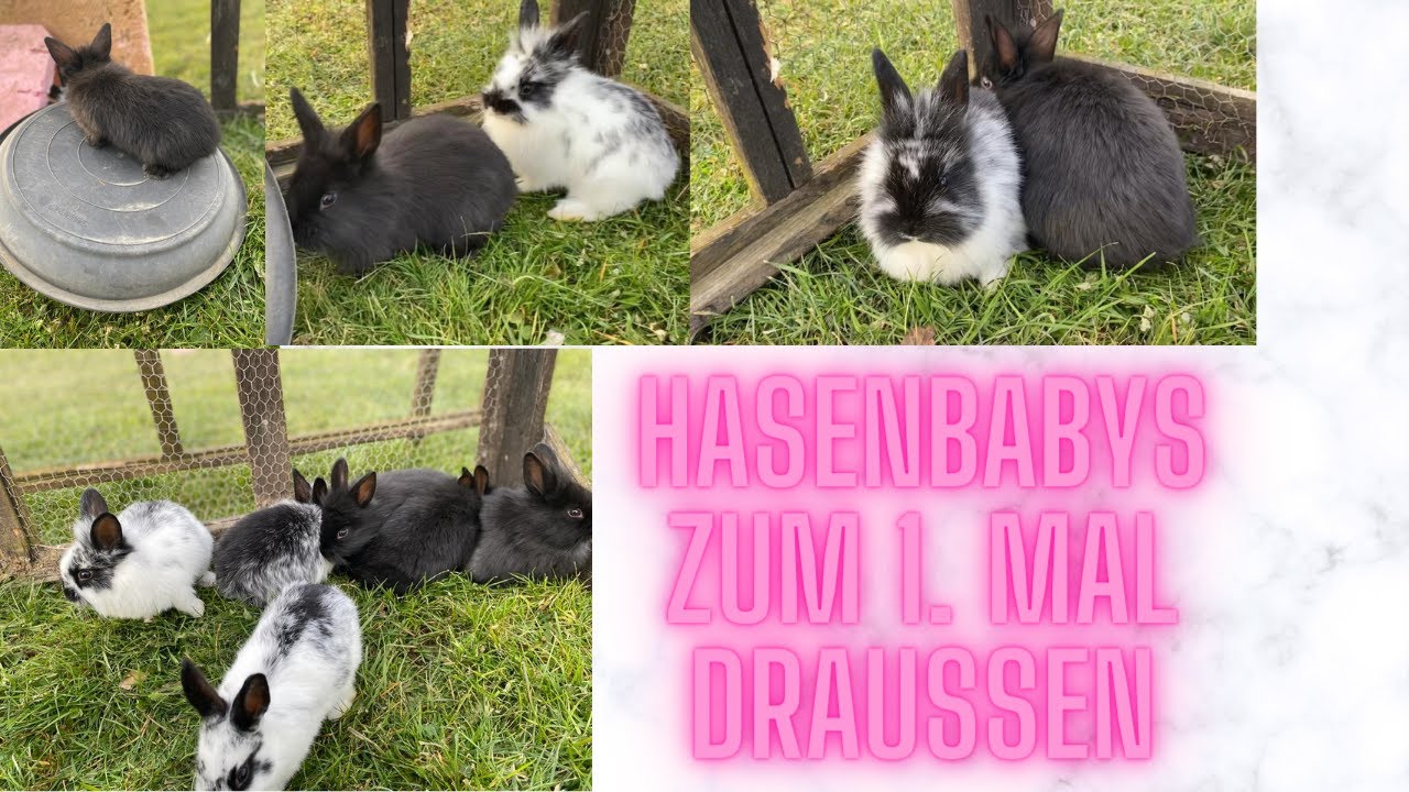 Hasenbabys zum 1. Mal draußen! - YouTube