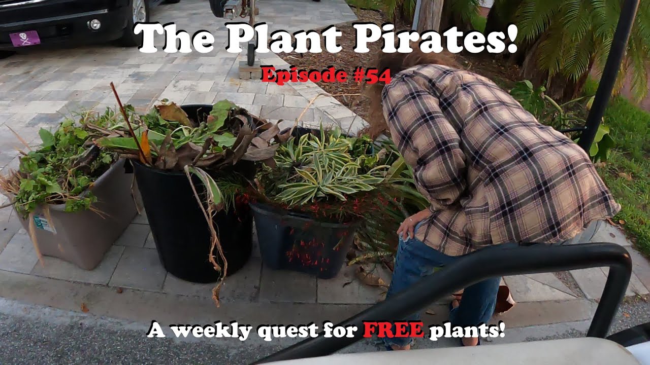 Finding FREE Plants! | The Plant Pirates Episode #54 - YouTube