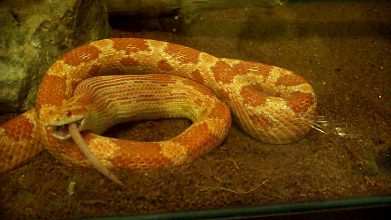 Snake eating a RAT part 2 - YouTube