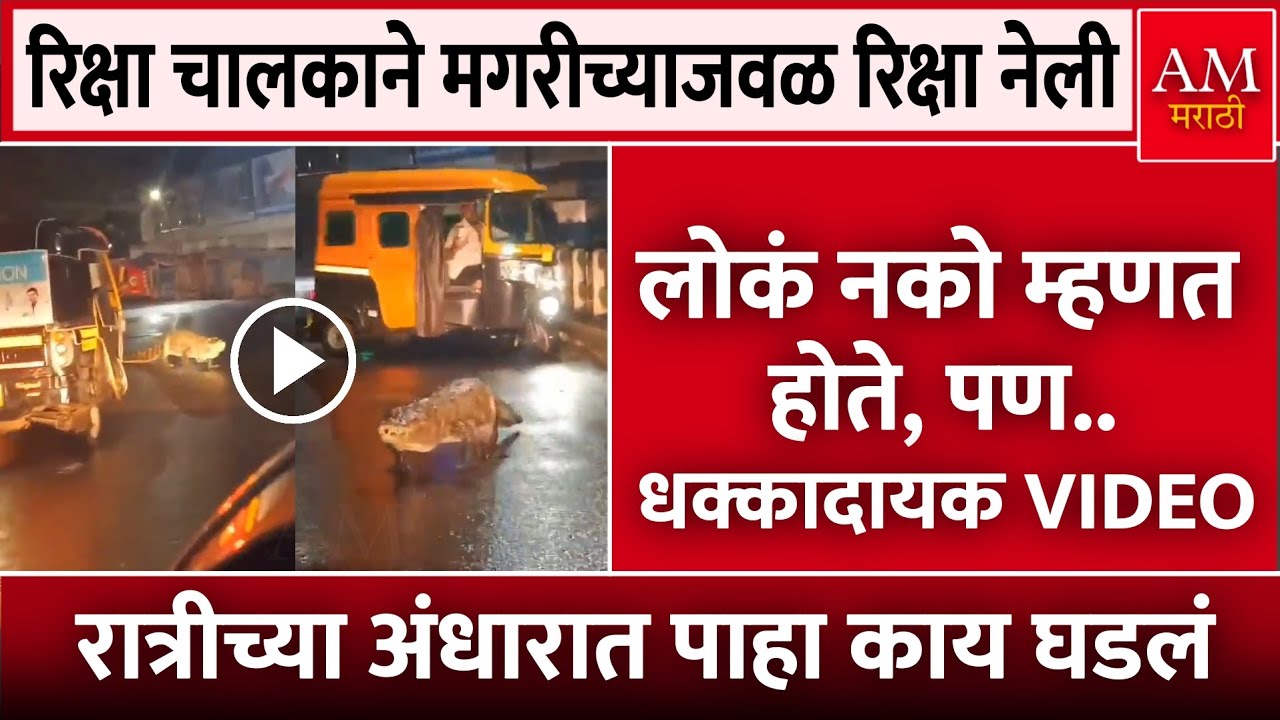 Chiplun Crocodile : रिक्षा चालकाने मगरीच्याजवळ रिक्षा नेली अन् ...