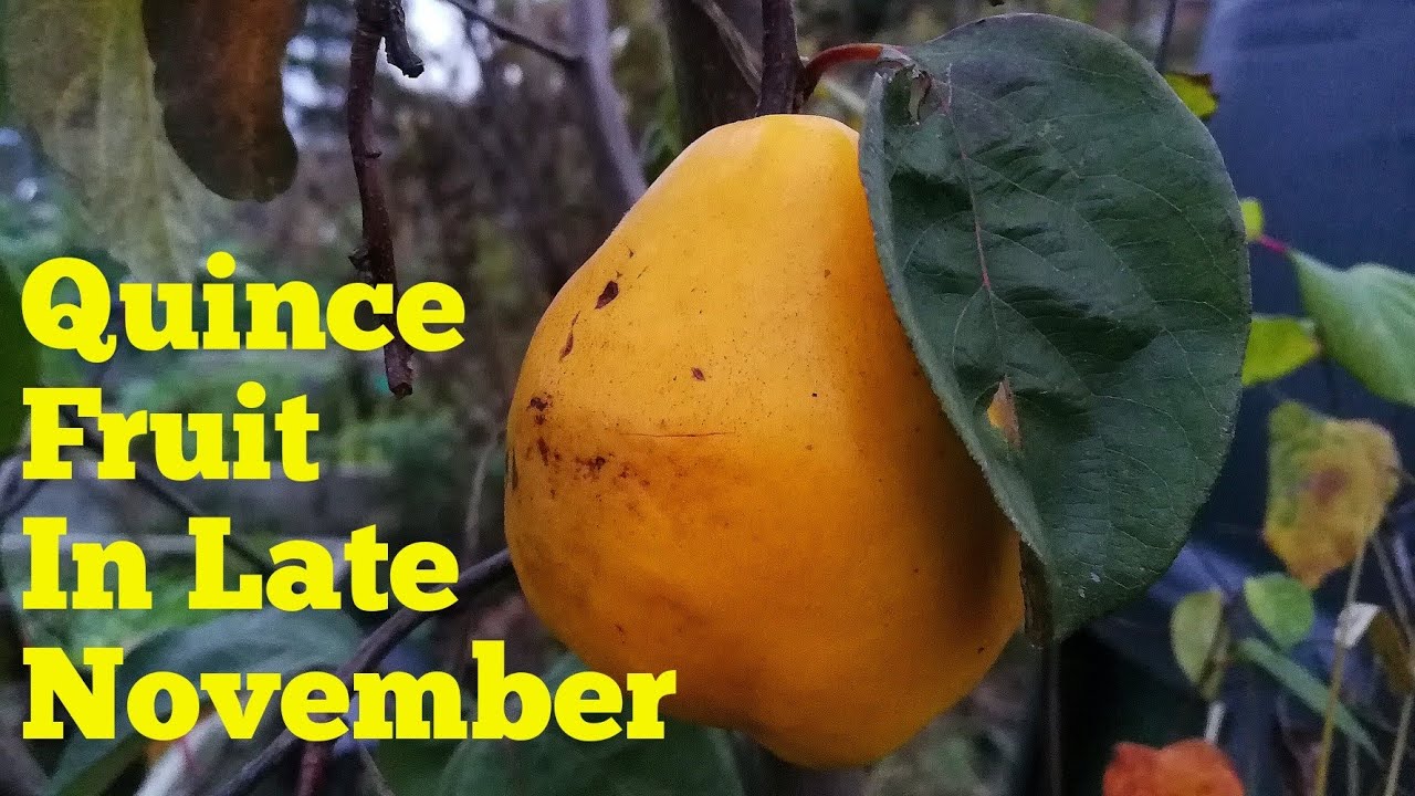 How Quince Fruit Looks Like In Late November / No Dig Organic Allotment ...