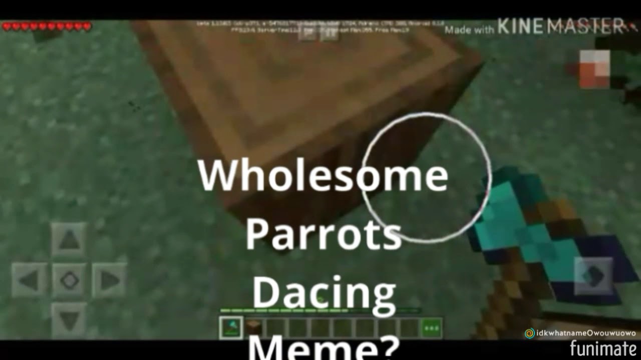 Wholesome parrots dancing meme - YouTube