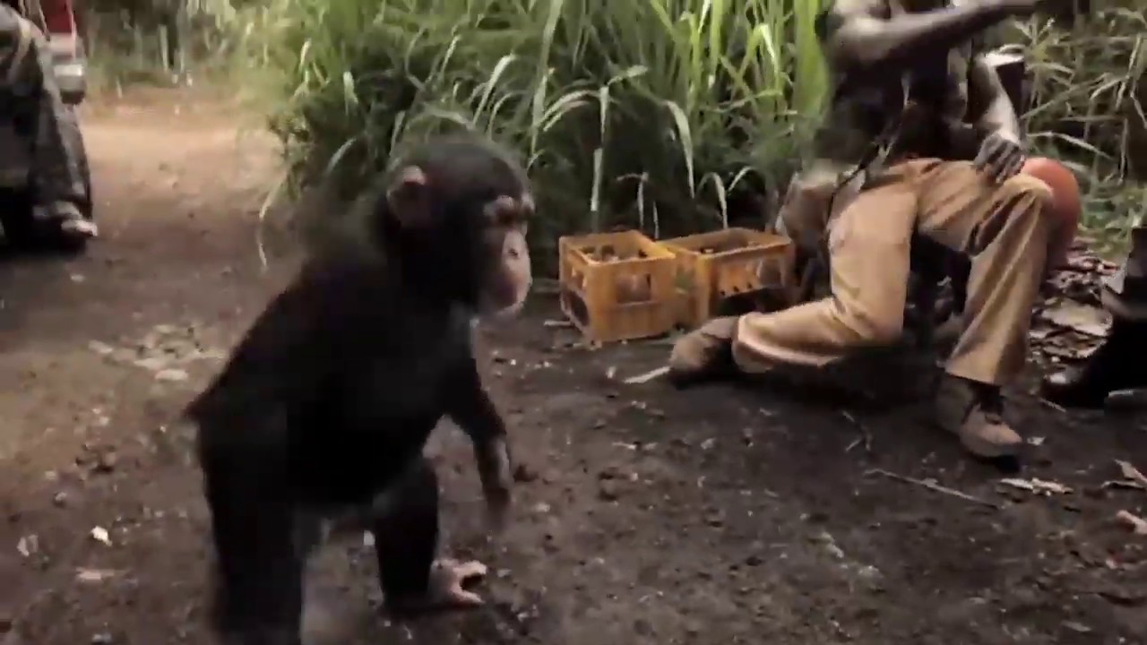 Ape With AK-47 (More out of context) - YouTube