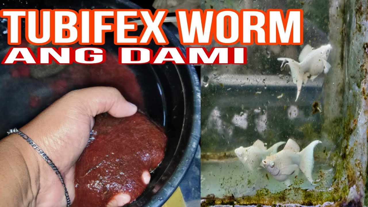 TUBIFEX/MAHIWAGANG SANGKAP SA PAG BREED NG ORNAMENTAL FISH - YouTube