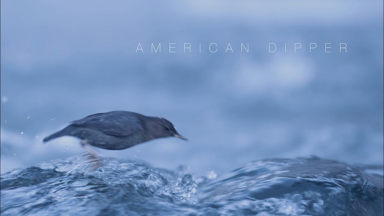 American Dipper | 4K - YouTube