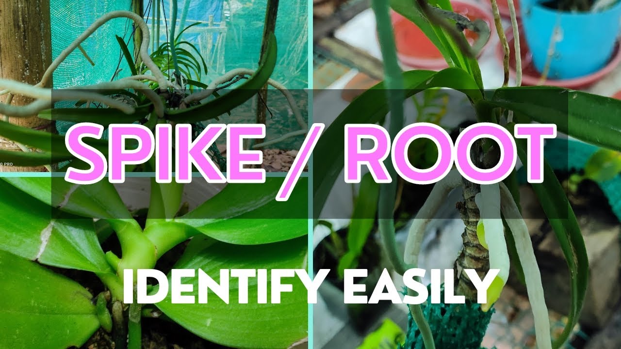Spike or Root - Identify easily #orchids #orchidcare - YouTube
