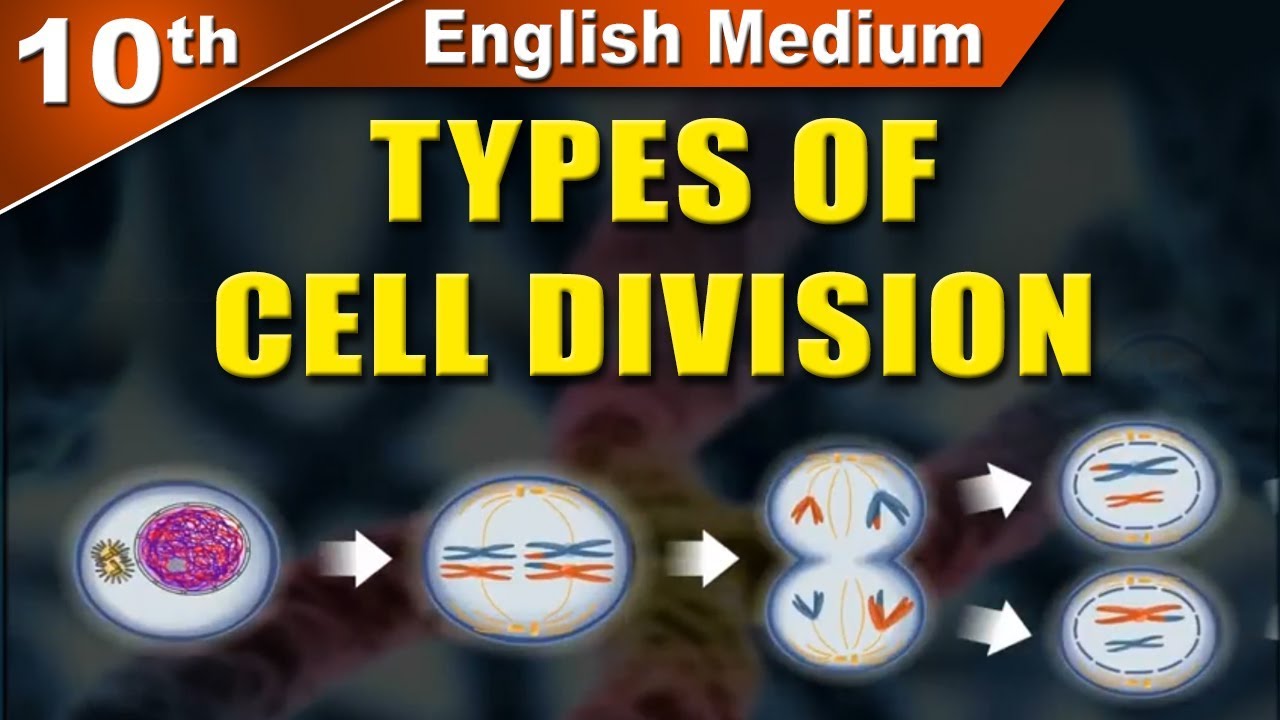 312 Types Of Cell Division Spm Science