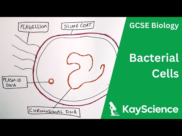 Bacteria Diagram Gcse