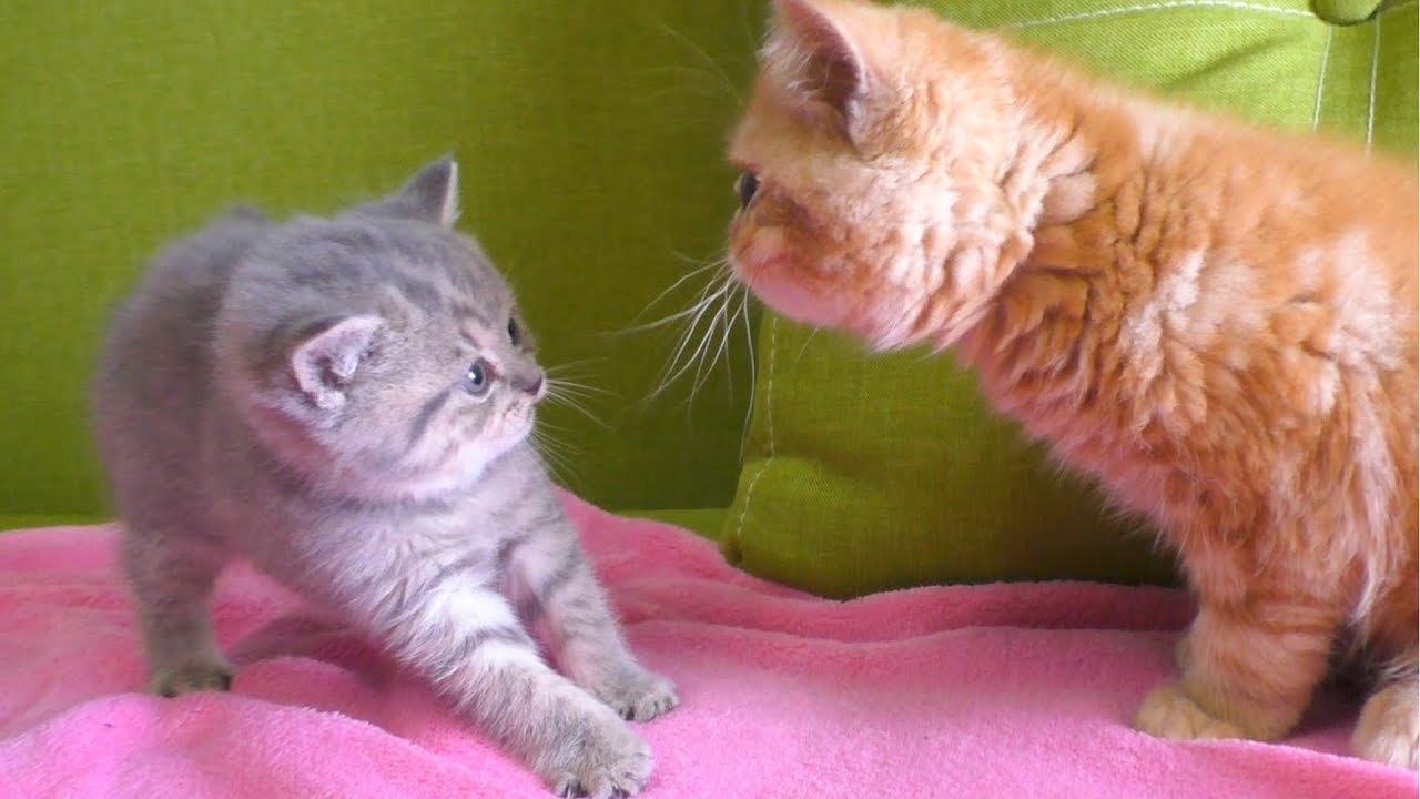 The first meeting of Kitten Street and @AnimalsStreet - YouTube