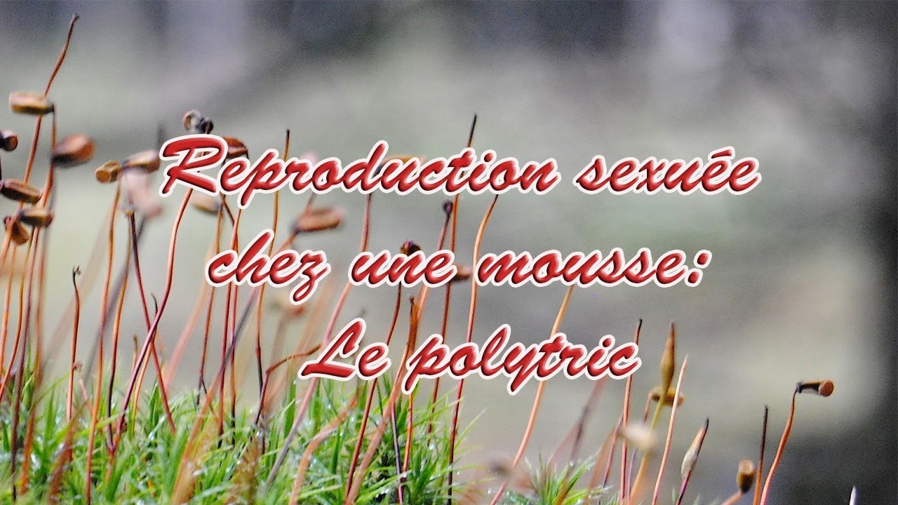 Reproduction sexuée chez une mousse - YouTube