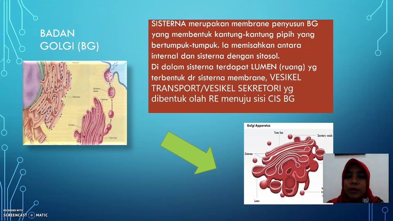 KORELASI RETIKULUM ENDOPLASMA, BADAN GOLGI, LISOSOM, PEROKSISOM, DAN ...