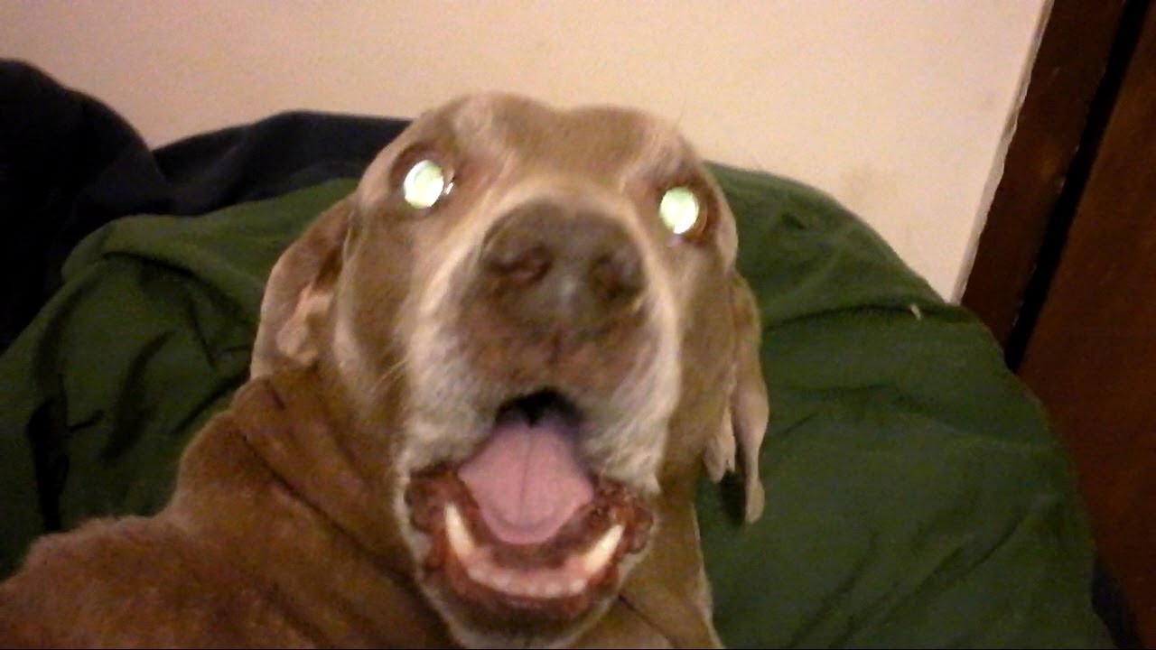 Talking Dog Says I Love You man - YouTube