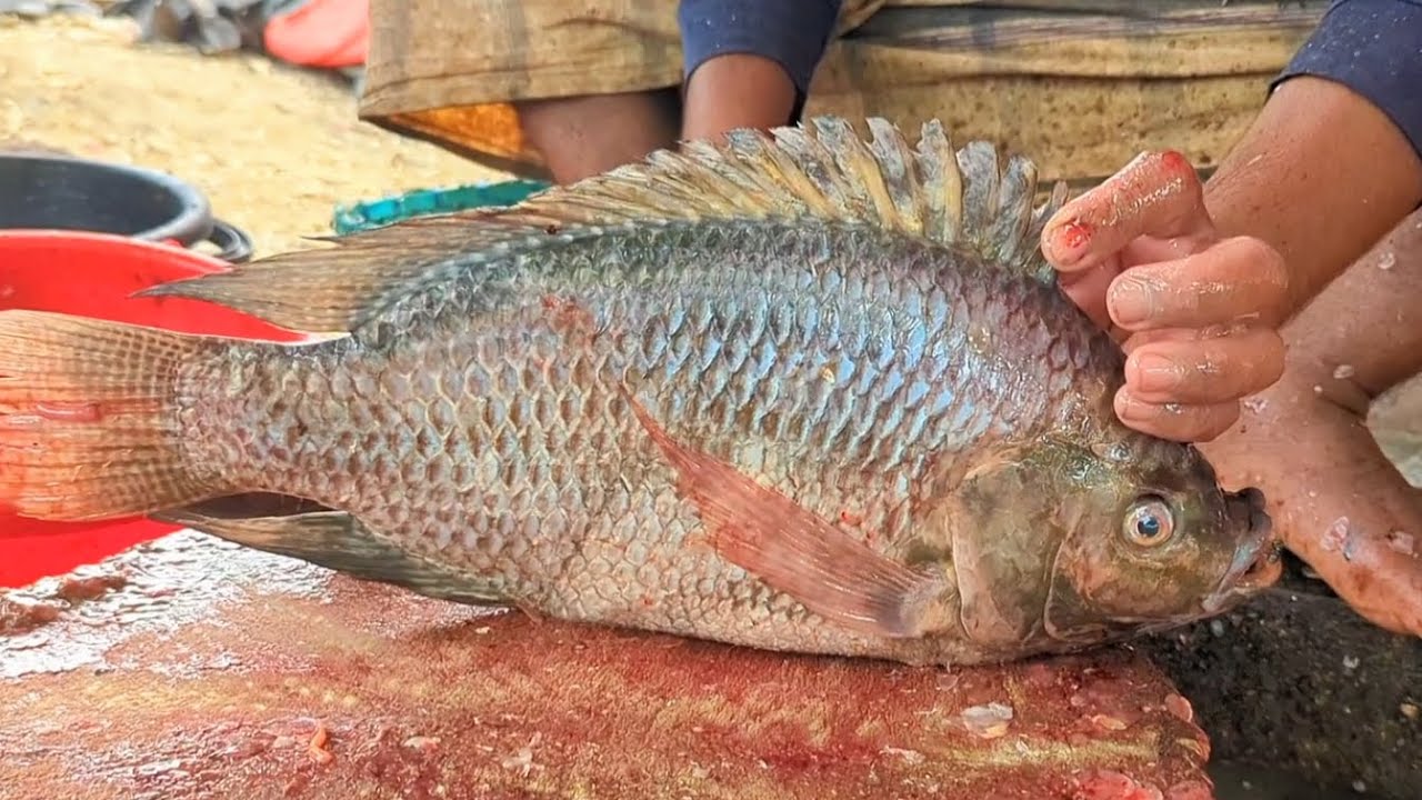 Attractive!! 😱🤭 Big Giant Size Talapia Fish Cutting Skills by Fish ...