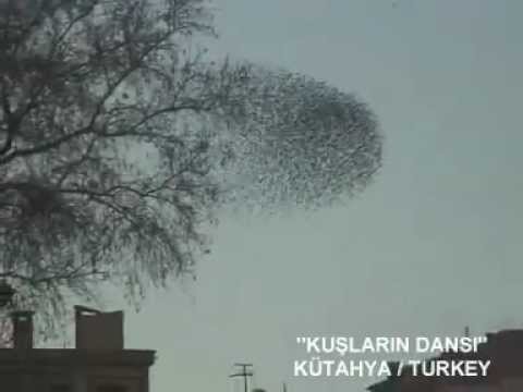 Quşların səmada möhtəşəm rəqsi (birds dance).