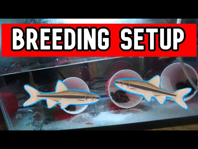 Raising Minnows In Tanks