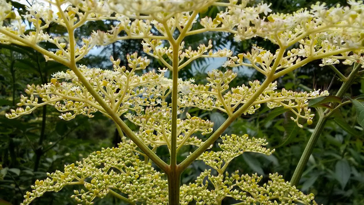 Nagaland jungle fruit 🍓 - YouTube
