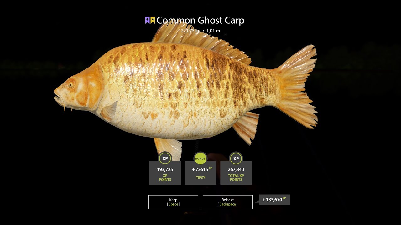 Russian Fishing 4 | Trophy Common Ghost Carp - YouTube
