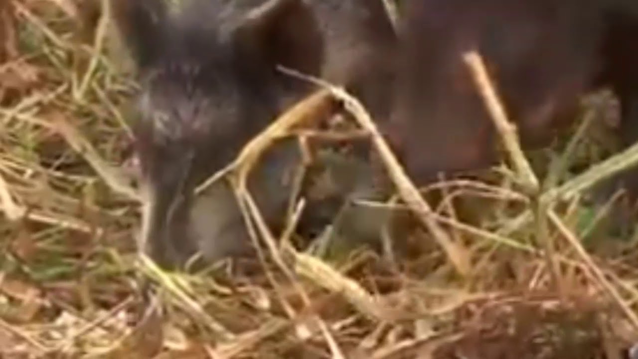 Ular vs Babi - YouTube